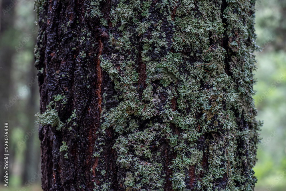Detalle de tronco con musgo, corteza de arbol mojada Stock Photo ...