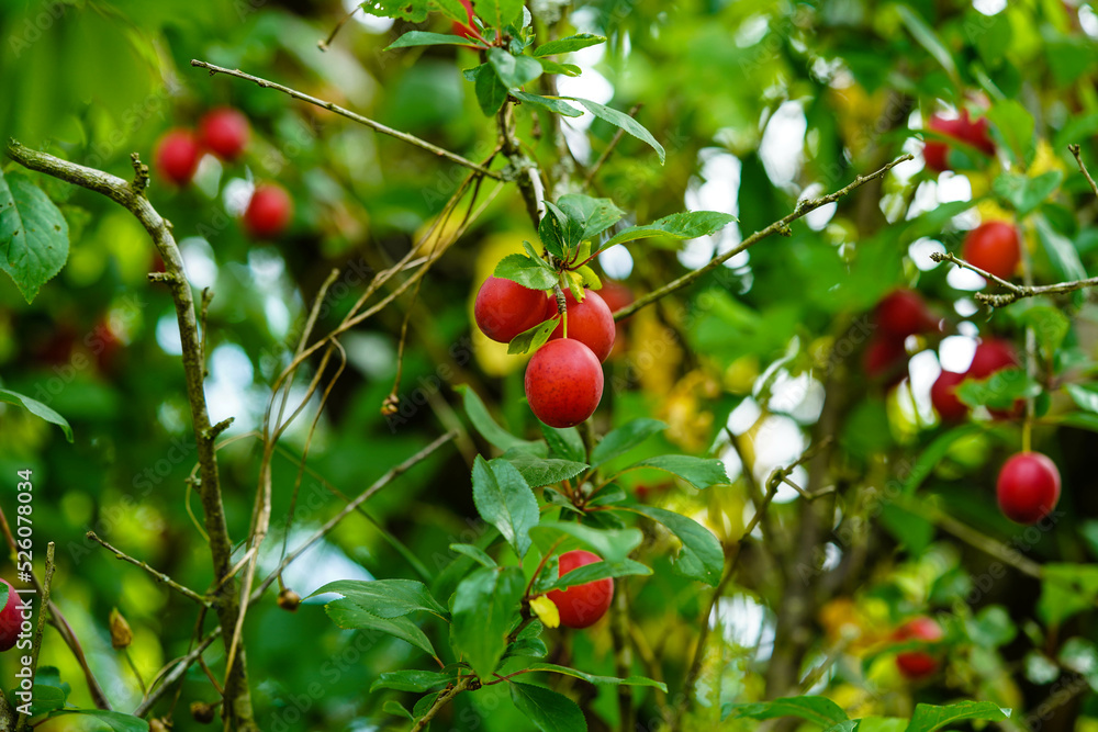 rote Mirabelle prunus cerasifera im Alten Land bei Hamburg Stock Photo ...