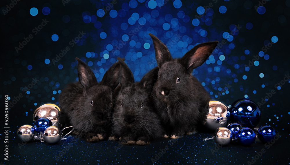 Black rabbits sit among Christmas toy balls on black and blue glitter ...