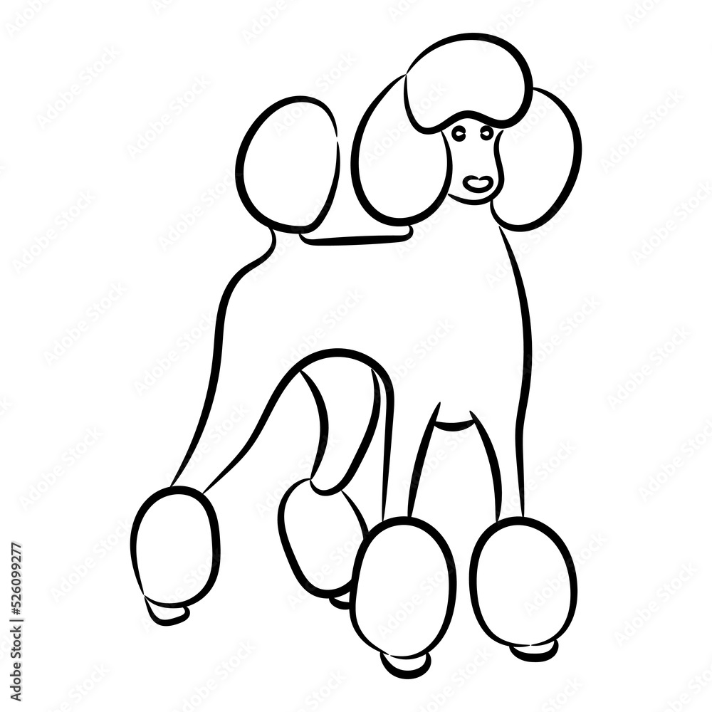 Cute poodle linear sketch, vector illustration. Stock Vector | Adobe Stock