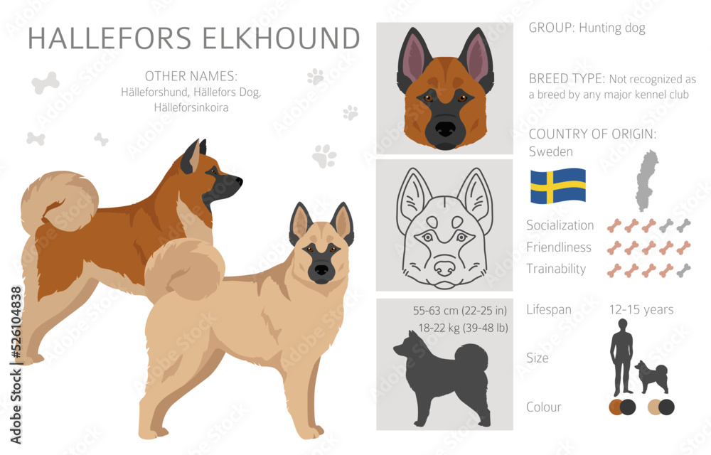 Hallefors elkhound clipart. Different poses, coat colors set. Stock ...