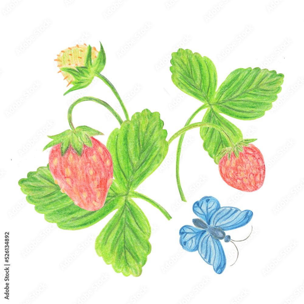 strawberry branch with berries and flowers. Isolated hand drawn pencil ...
