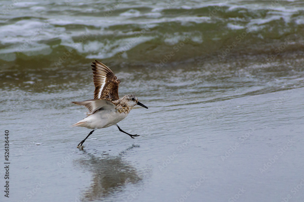 Sandpiper Bird with Wings Up as it Lands on the Beach - looks like a ...