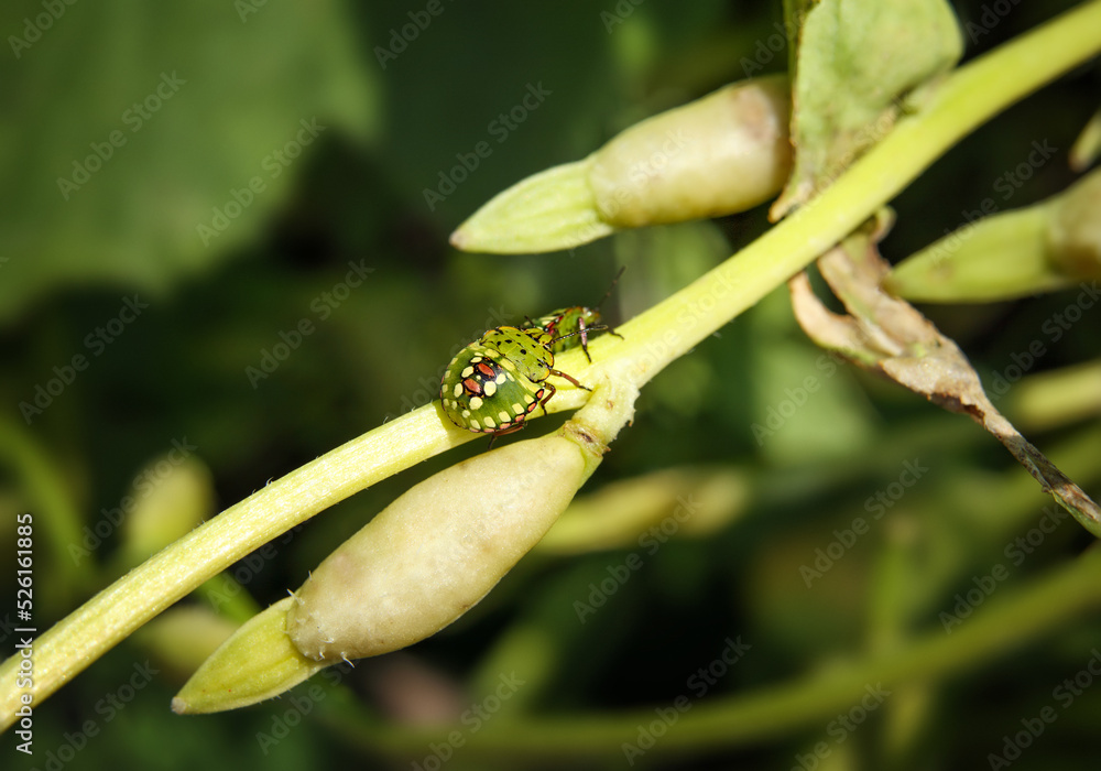 Southern green stink bug 4th instar or nymph on twig. Known as southern ...