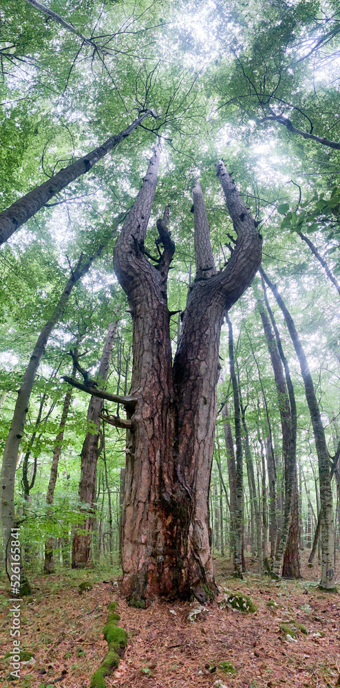 Pinus nigra, forest of old-grown black pines, Crna poda nature reserve ...