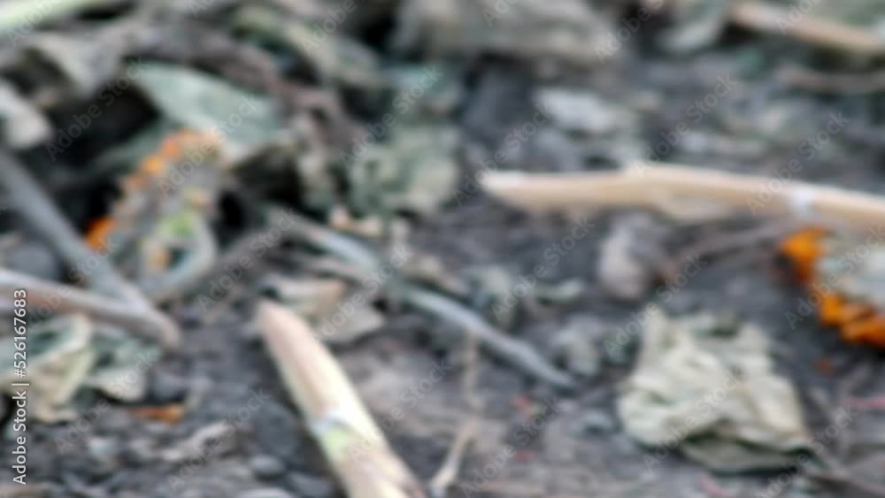 Drought with dry and withered sunflowers in extreme heat periode with ...