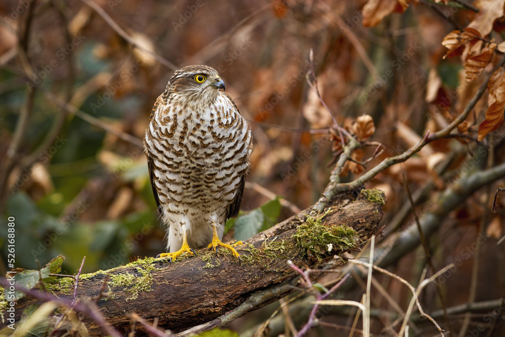 eurasian sparrowhawk, accipiter nisus, sitting on branch with green ...