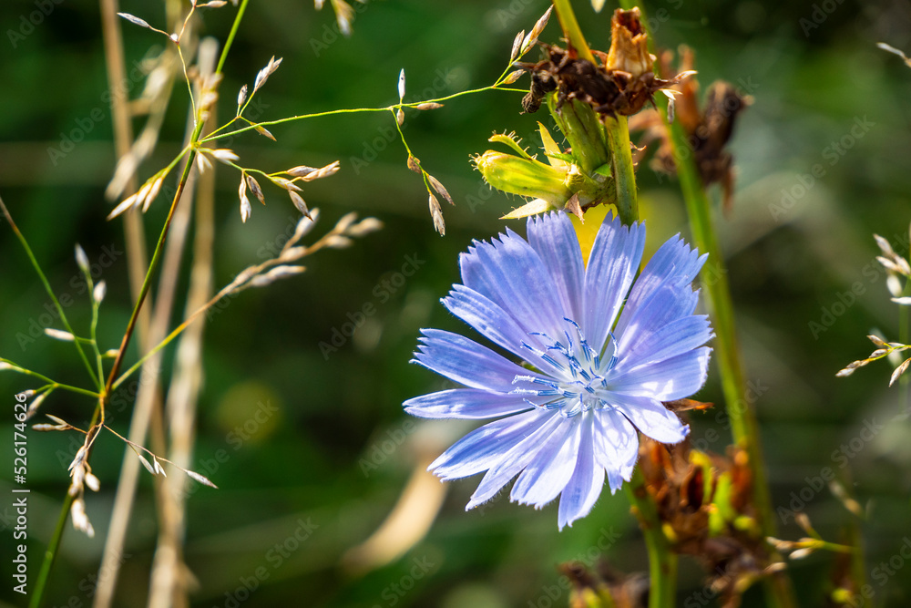 The amazing beauty of the chicory flower (Cichorium). Chicory grows ...