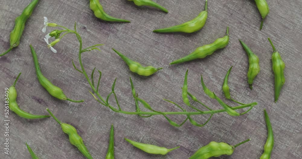 Rat tail radish (Raphanus sativus var. caudatus) on a table. Also known ...