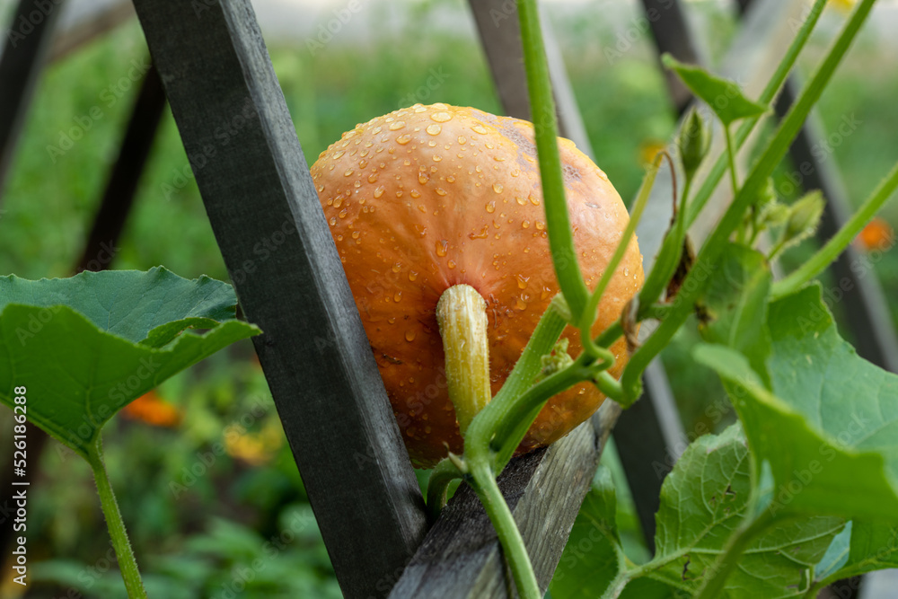 Hubbard Squash aka Pumpkin Resting on a Trellis Stock Photo | Adobe Stock