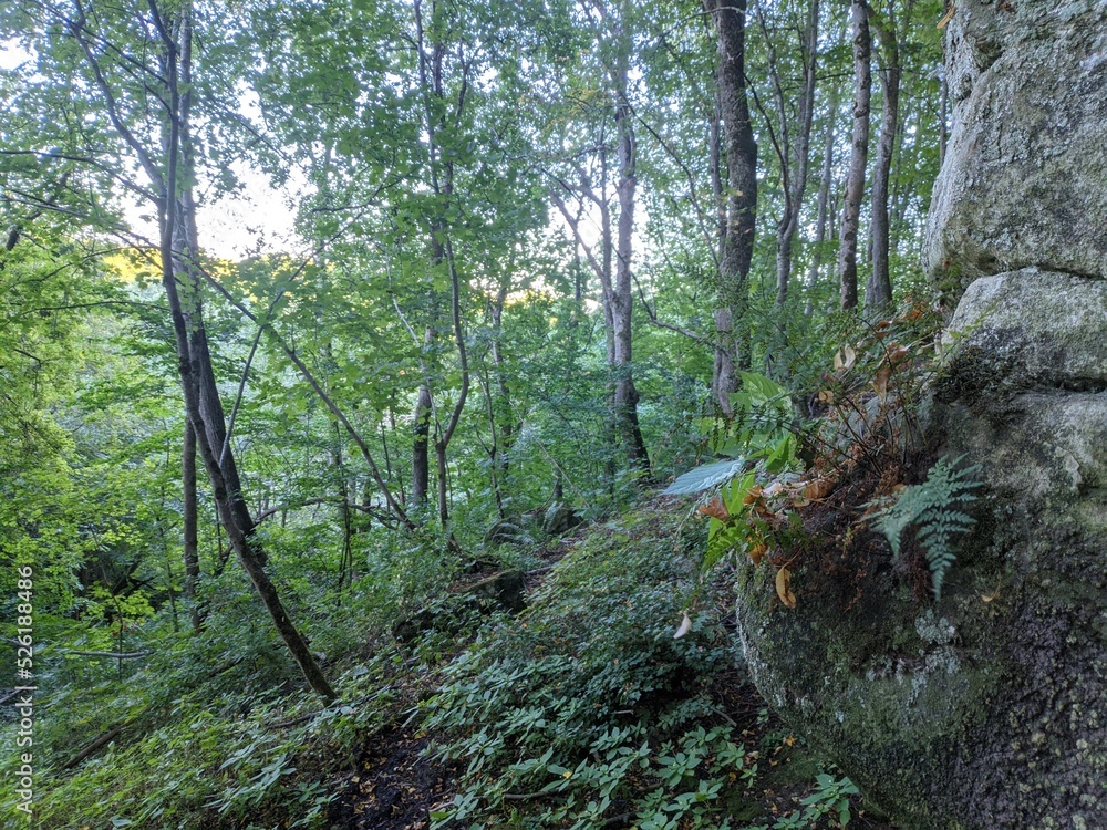 nature 2000 habitat type 9180* Tilio-Acerion forests of slopes, screes ...
