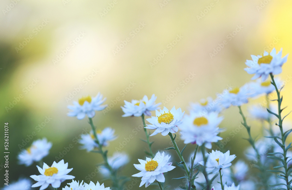 Spring nature background of Australian native white and yellow flowers ...
