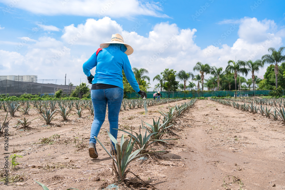 Una campesina está aplicando insecticidas y nutrientes a las plantas de ...