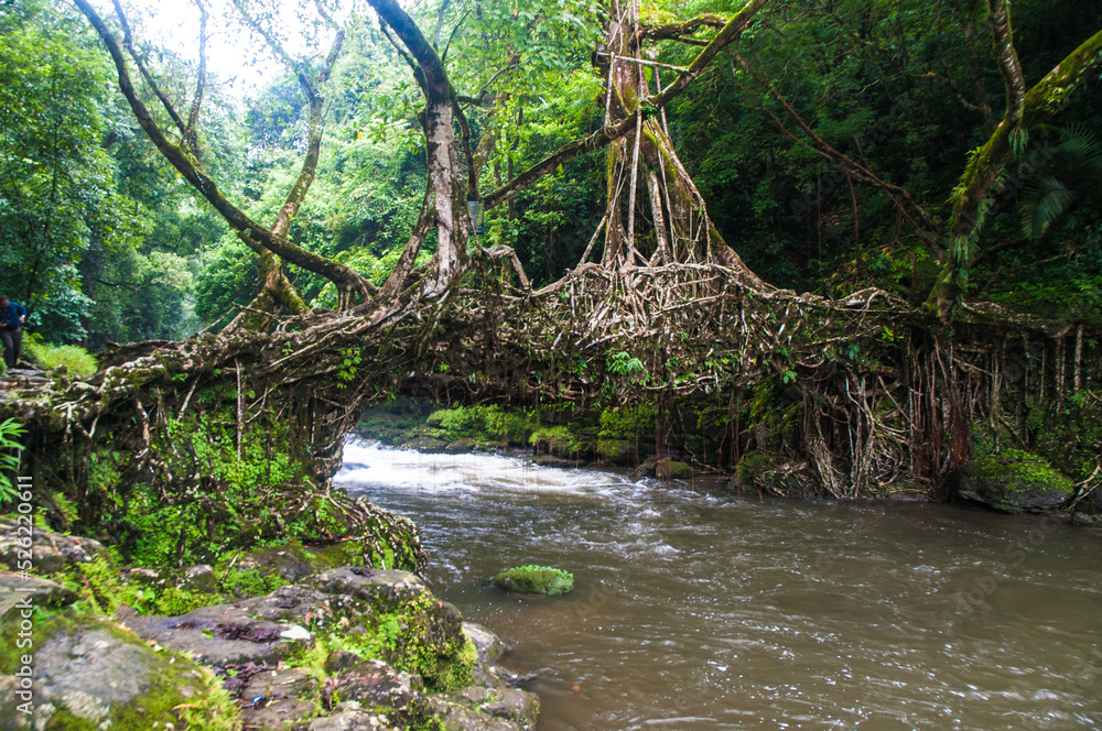 A Living Root Bridge is a type of simple suspension bridge formed of ...