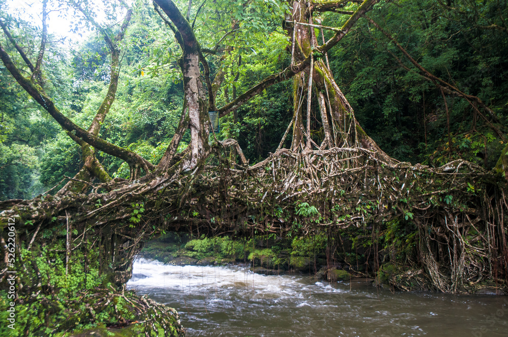 Foto de A Living Root Bridge is a type of simple suspension bridge ...