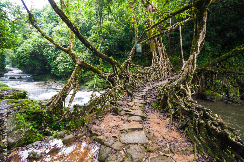 A Living Root Bridge is a type of simple suspension bridge formed of ...