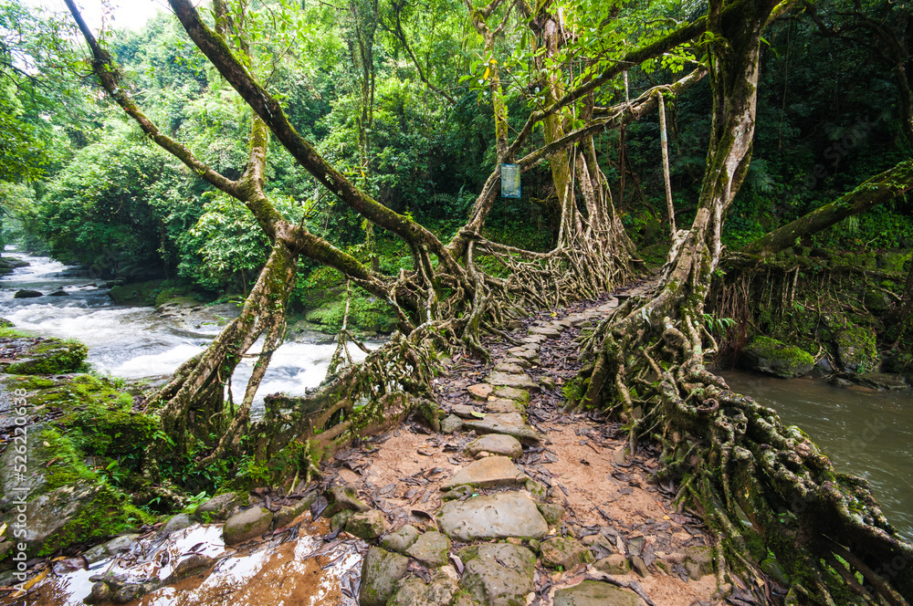 A Living Root Bridge is a type of simple suspension bridge formed of ...