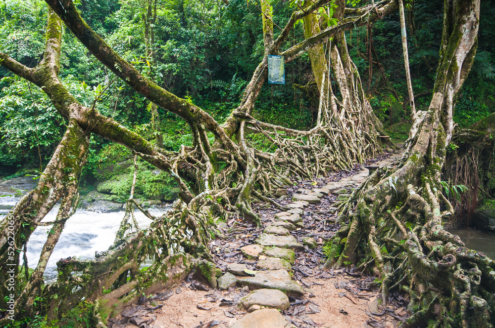 A Living Root Bridge is a type of simple suspension bridge formed of ...