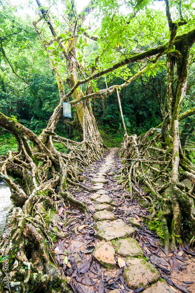 A Living Root Bridge is a type of simple suspension bridge formed of ...