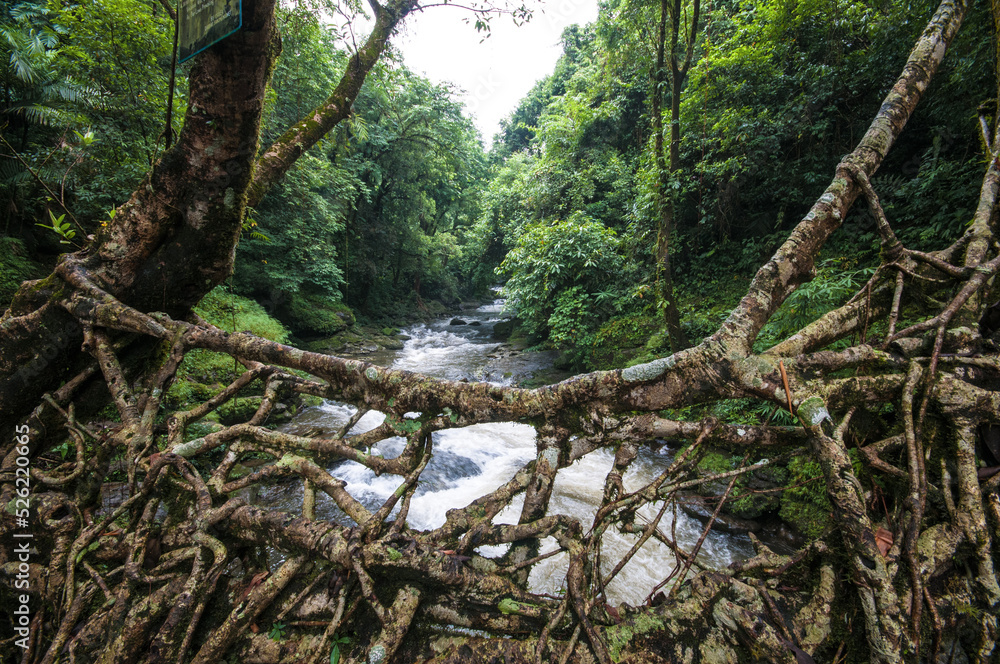 A Living Root Bridge is a type of simple suspension bridge formed of ...