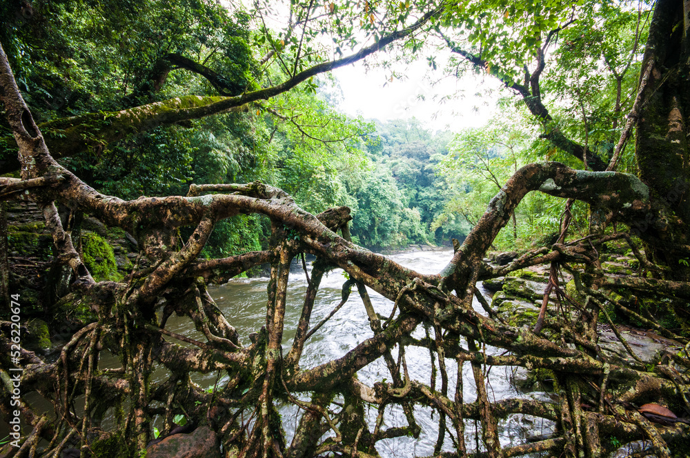 A Living Root Bridge is a type of simple suspension bridge formed of ...