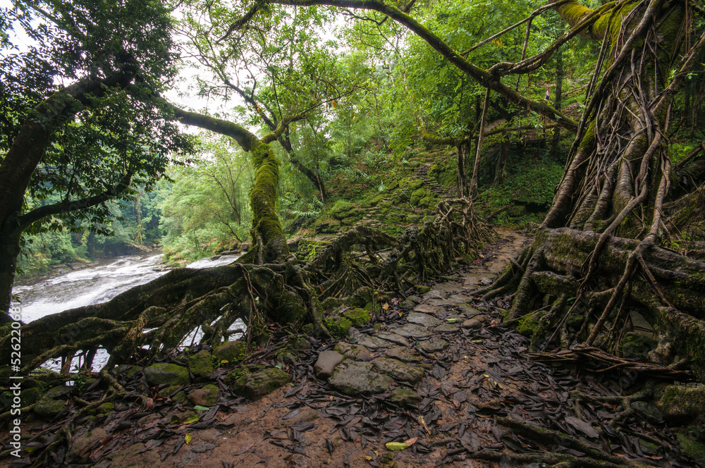A Living Root Bridge is a type of simple suspension bridge formed of ...