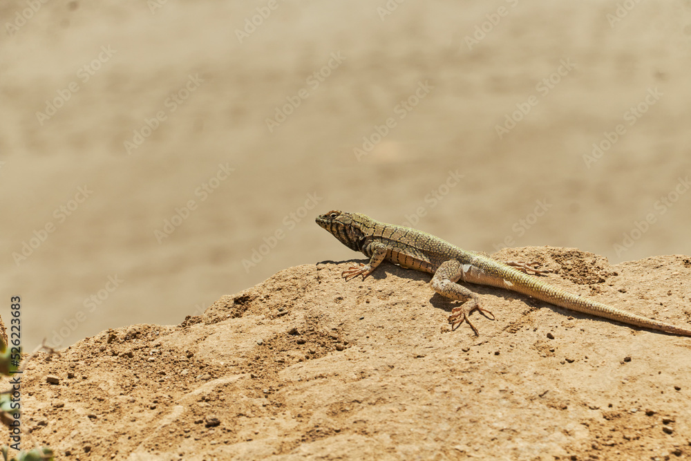 Lagartija en el desierto Stock Photo | Adobe Stock
