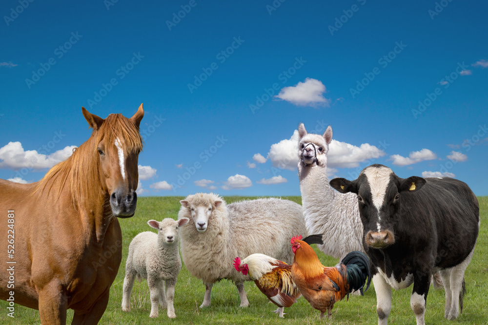 Group of farm animals on green field and blue sky background Stock ...
