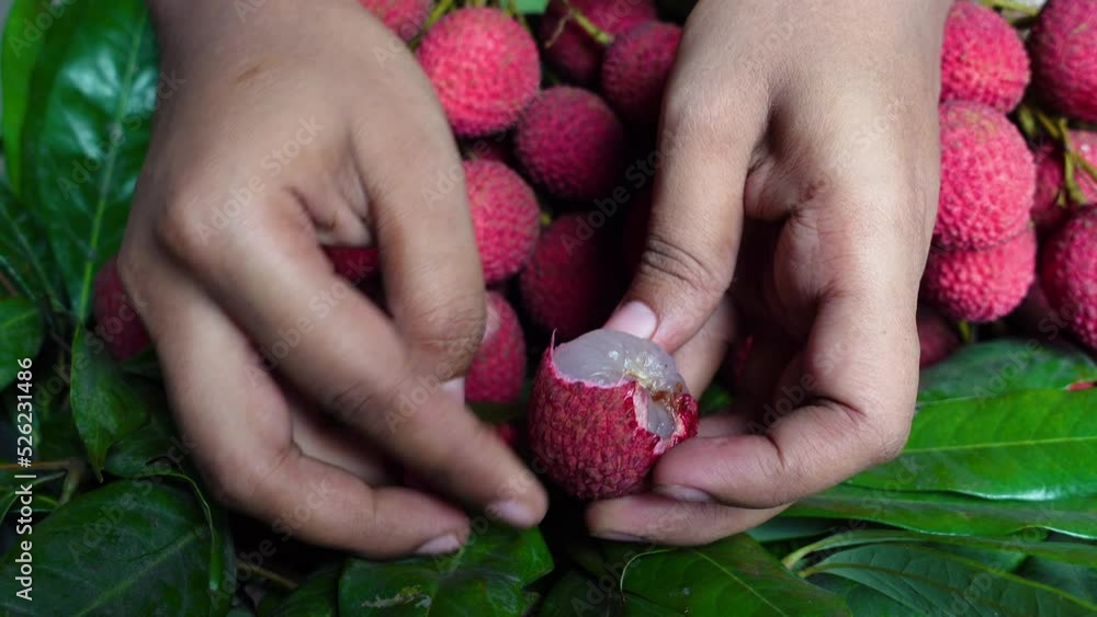 A young girl's hand tries to peel a lychee fruit. Girl eating fresh ...