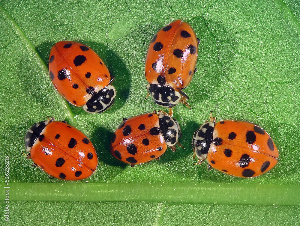 Ladybugs (ladybirds), Hippodamia variegata variegata (Coleoptera ...