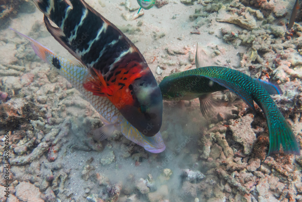 A red-breasted wrasse fish, goatfish and thicklip wrasse eating in the ...