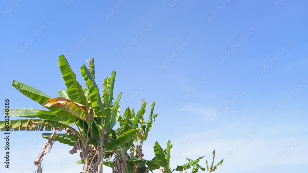 Footage of banana tree leaves moving gently because of the wind in the ...