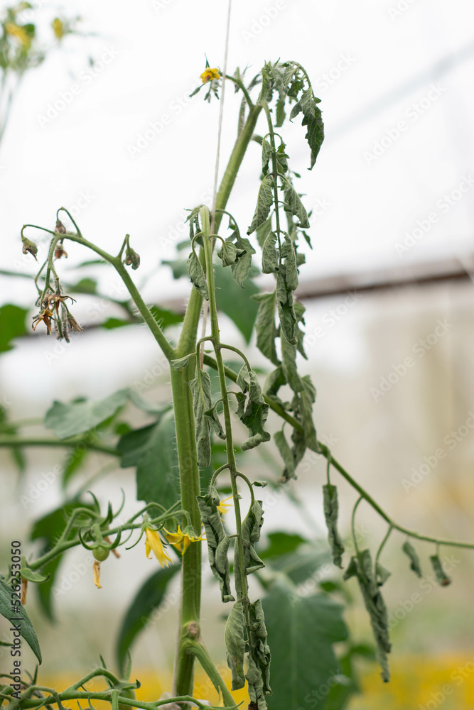 Tomato green wilt disease, tomato plant wilt and die green in organic ...