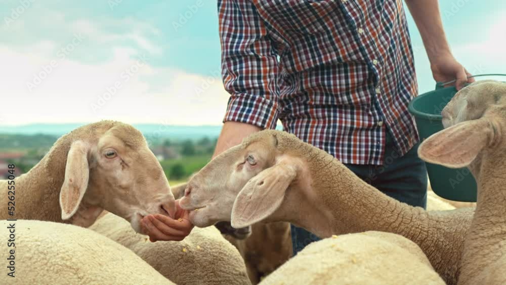 Close up of male Caucasian farmer with bucket feeding herd of sheep in ...
