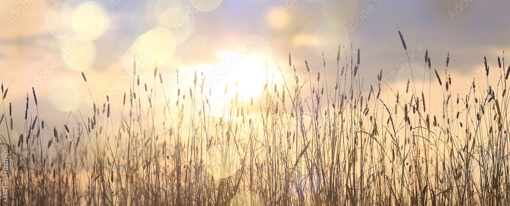 dry grass sun rays background wind nature landscape freedom Stock Photo ...