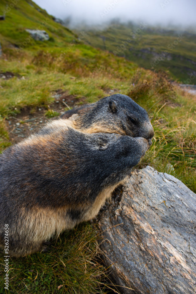 Cute groundhogs giving each other kisses. Blurred background. Groundhog ...