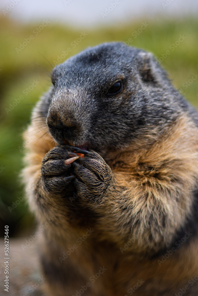 Cute Groundhog eating his carrots while standing on his hind legs ...