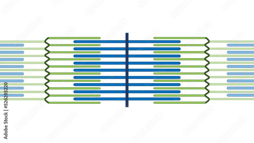 Resting Sarcomere and Contracted Sarcomere. Sarcomere showing the ...