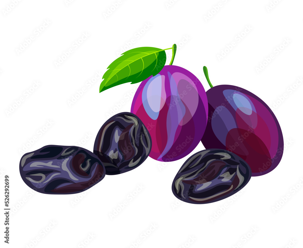 Prunes and fresh plums isolated on a white background. Vector ...