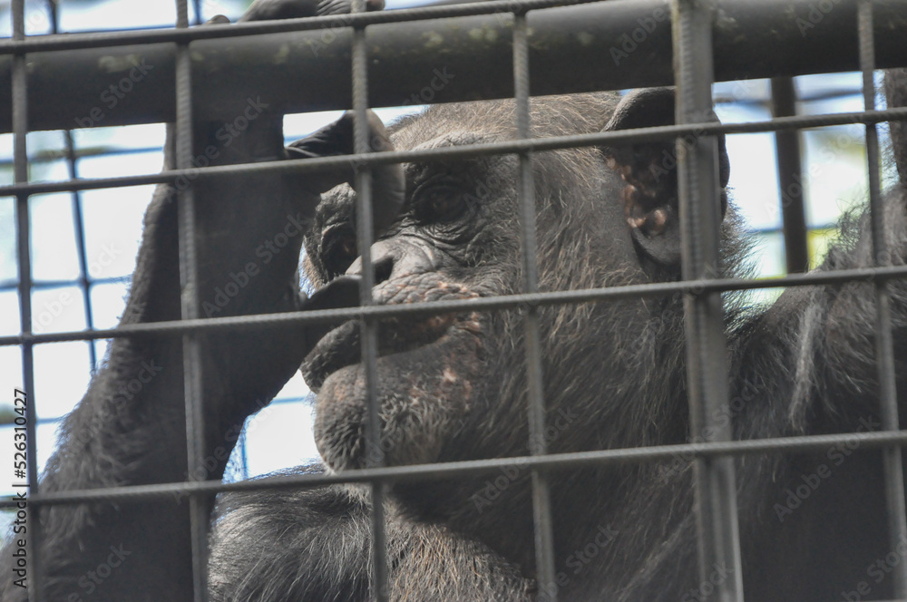 Chimpanzee monkey in captivity behind bars wants to go free to wild ...
