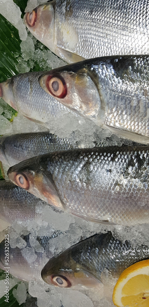 fresh milkfish or Chanos chanos or Chanidae, Cretaceous, tautonym, awa ...