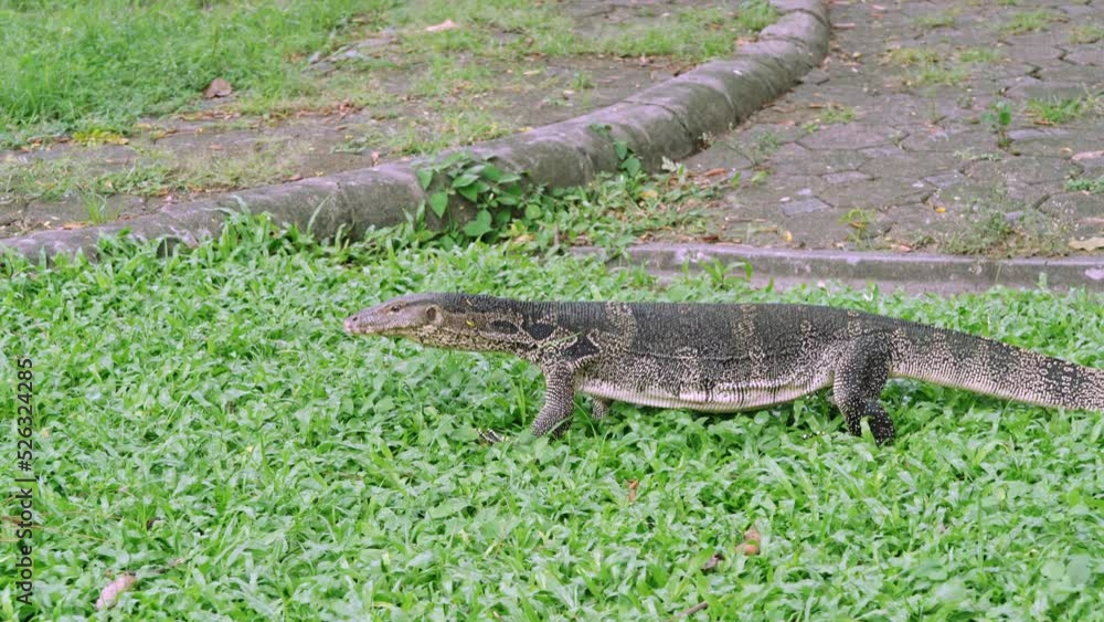 The striped monitor lizard, or water monitor, (Varanus salvator) is a ...
