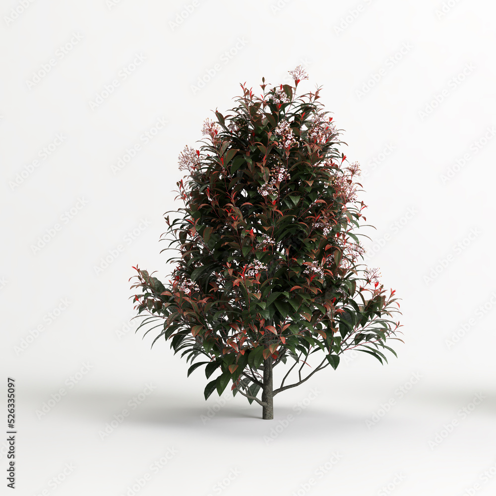 3d illustration of photinia x fraseri red Robin tree isolated on white ...