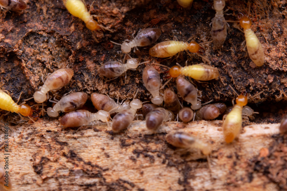 Termites eat wooden planks. Damage of a wooden house from termites ...