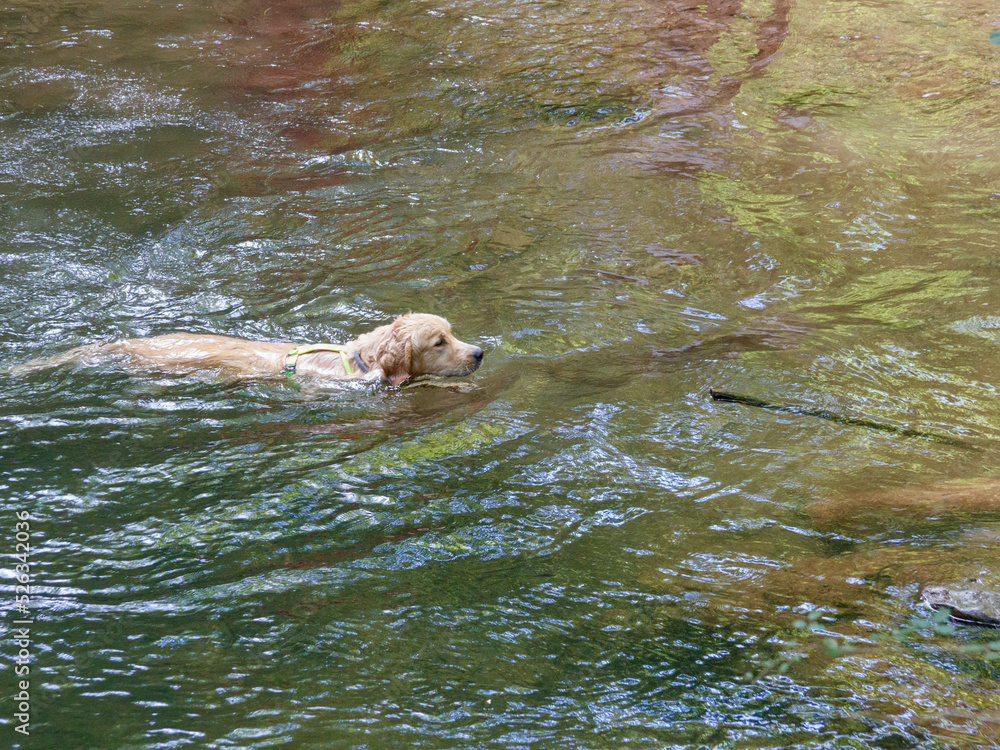 Perro nadando en el rio, Cascadas de Xorroxin, Navarra, España. Stock ...