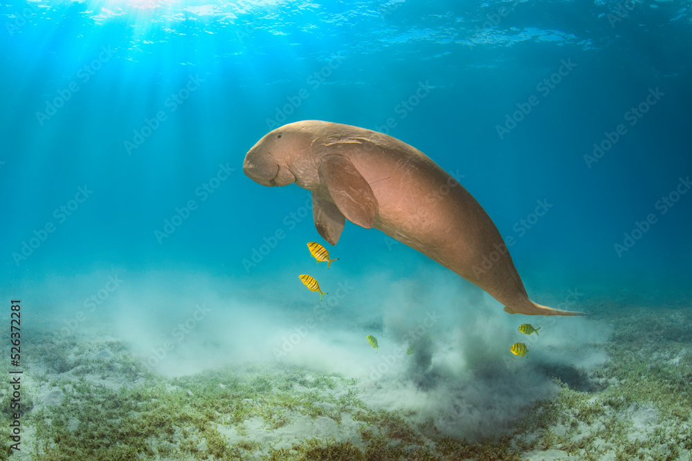 Big rare dugong male or sea cow in the deep blue of Red Sea in Egypt ...