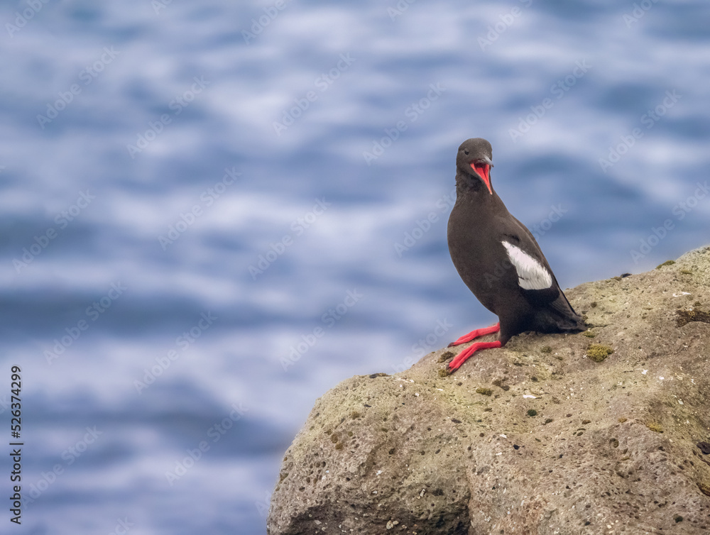 Black guillemot (Cepphus grylle) on the shores of Kalsoy Island ...