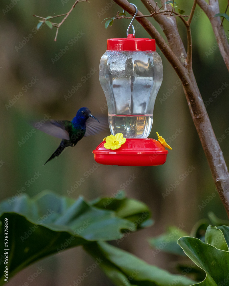 The swallow-tailed hummingbird feeding into the water fountain. A ...