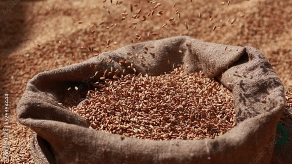 wheat grains are falling on pile in bindle bag after agricultural ...