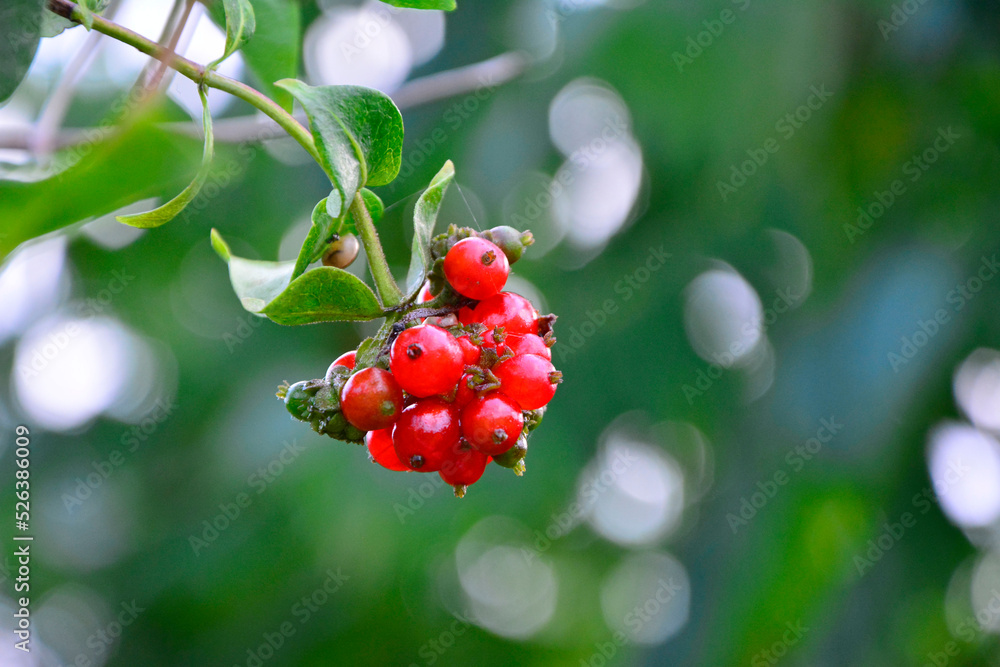 czerwone owoce wiciokrzewu, błyszczące jagdy wiciokrzewu (Lonicera ...